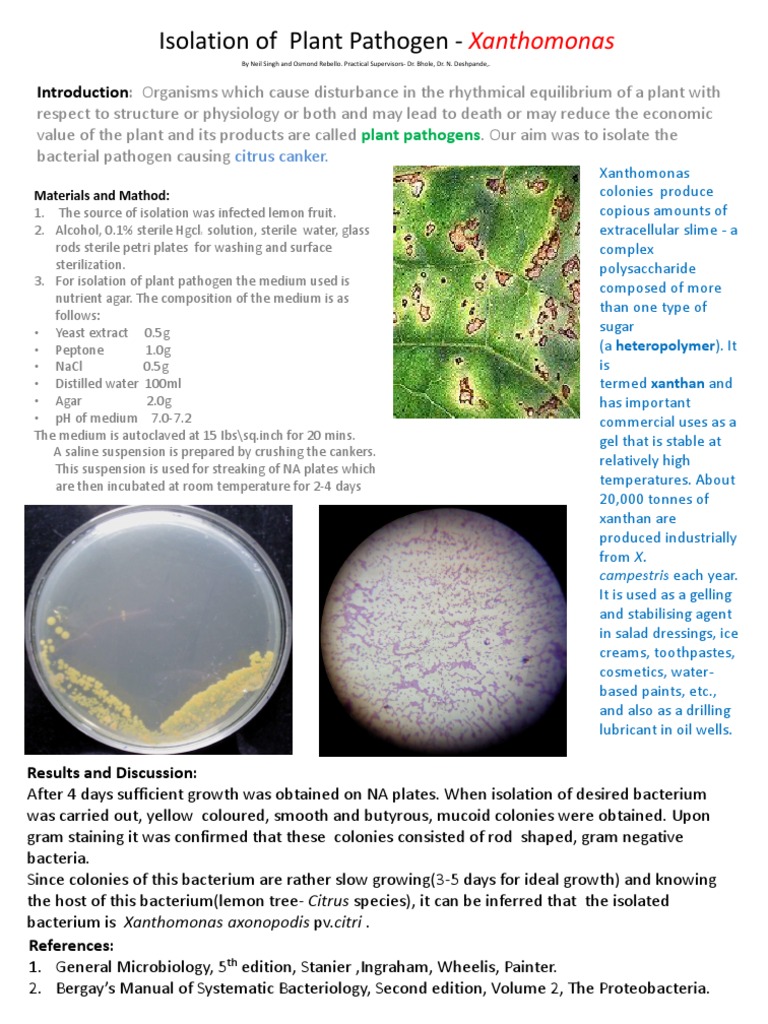 Isolation of Plant Pathogen - Xanthomonas | PDF