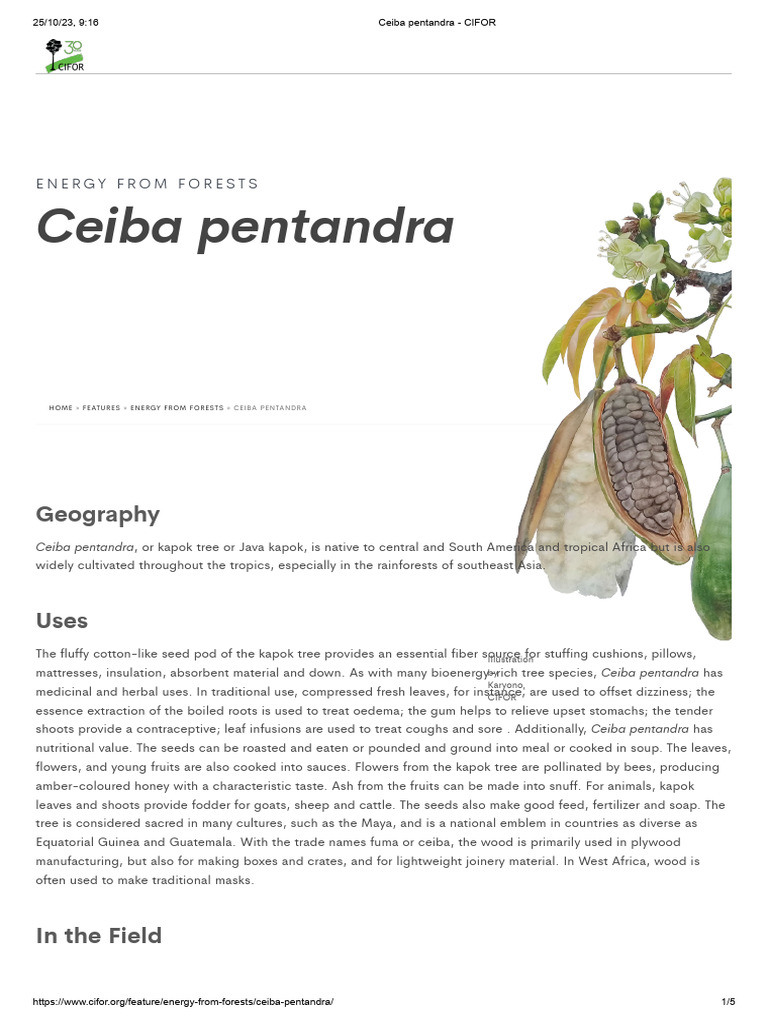 Ceiba Pentandra Infor 4 | PDF | Agriculture | Plants