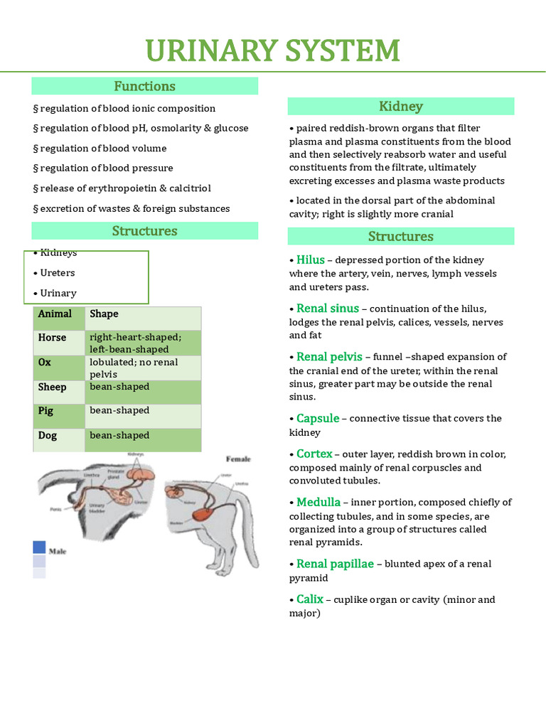 Urinary System | PDF | Kidney | Urinary System