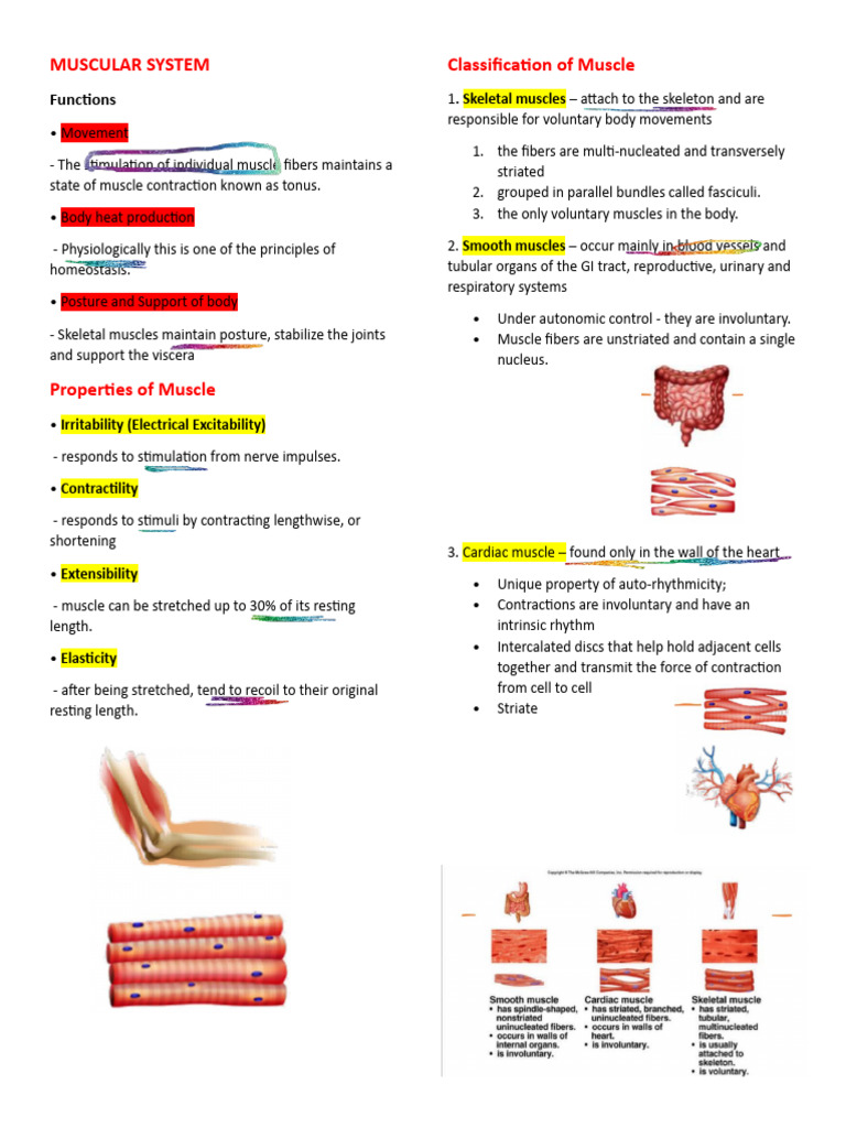 Muscular System | PDF | Skeletal Muscle | Histology