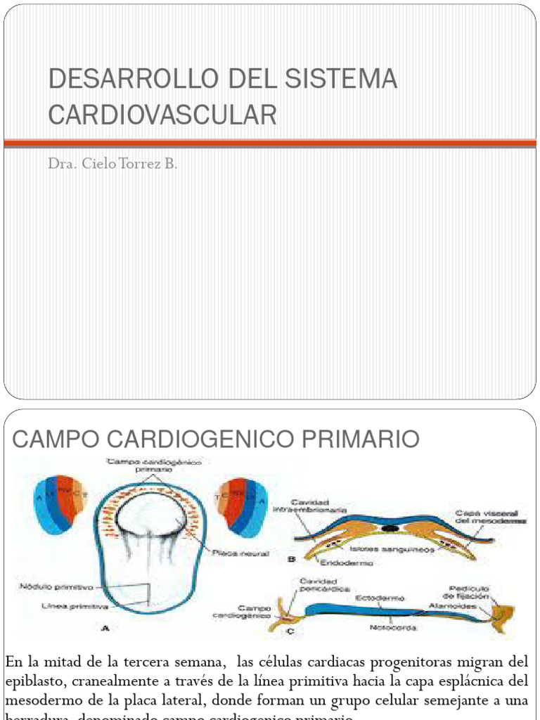Tema 7 P Cardiovascular I Corazon | PDF | Corazón | Vena