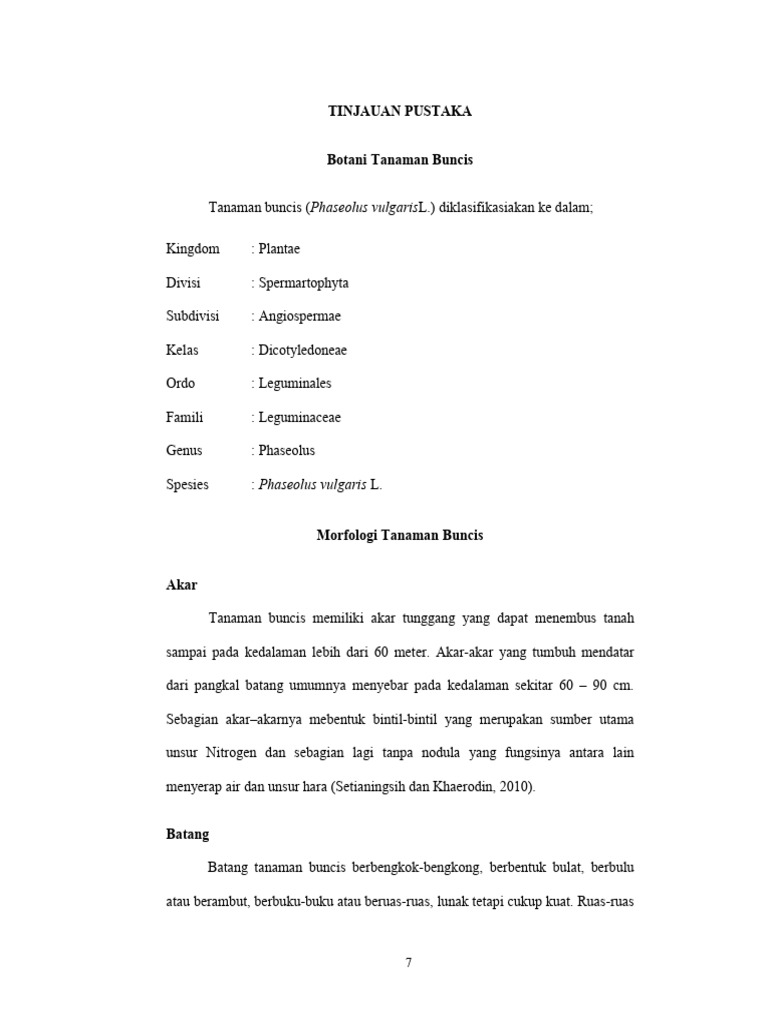 Morfologi dan Syarat Tumbuh Buncis | PDF