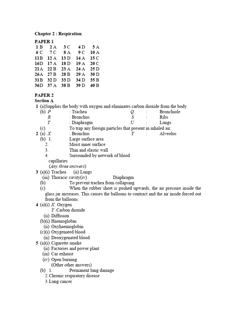 Respiration Answer | PDF | Respiratory System | Lung