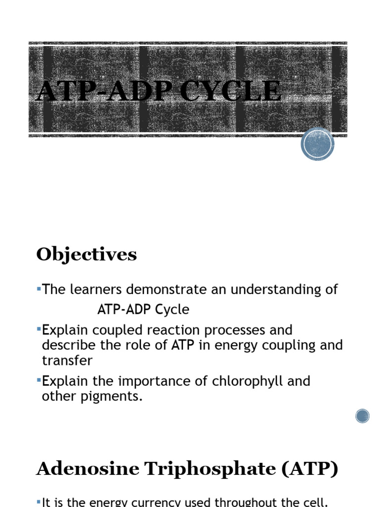 Atp Adp Cycle | PDF | Adenosine Triphosphate | Adenosine Diphosphate