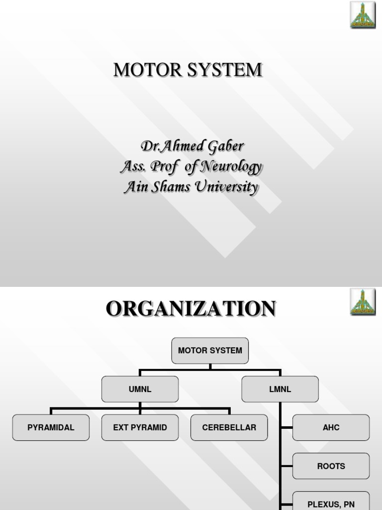 Motor System Examination | PDF | Anatomical Terms Of Motion | Foot