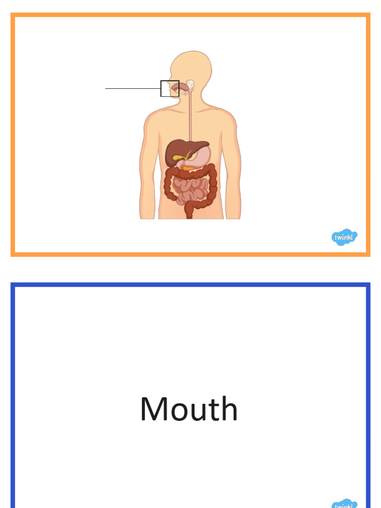 Digestive System Cards | PDF