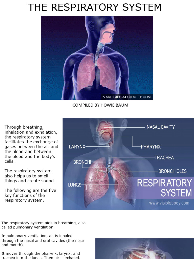 The Respiratory System | PDF | Respiratory Tract | Respiratory System