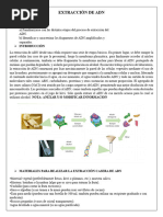 Guía Extracción de ADN en Fresa | PDF | Adn | Biología Celular)
