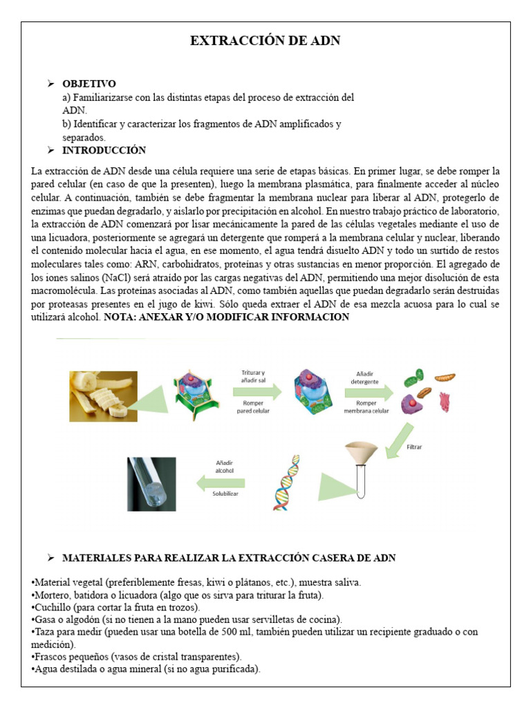 EXTRACCIÓN DE ADN PRACTICA | PDF | Adn | Biología Celular)