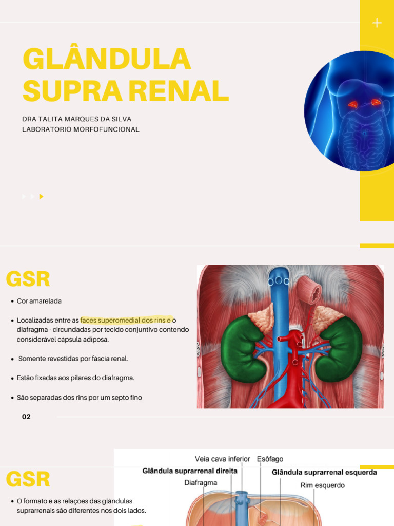 Anatomia Da Glandula Supra Renal | PDF | Glândula suprarrenal | Rim