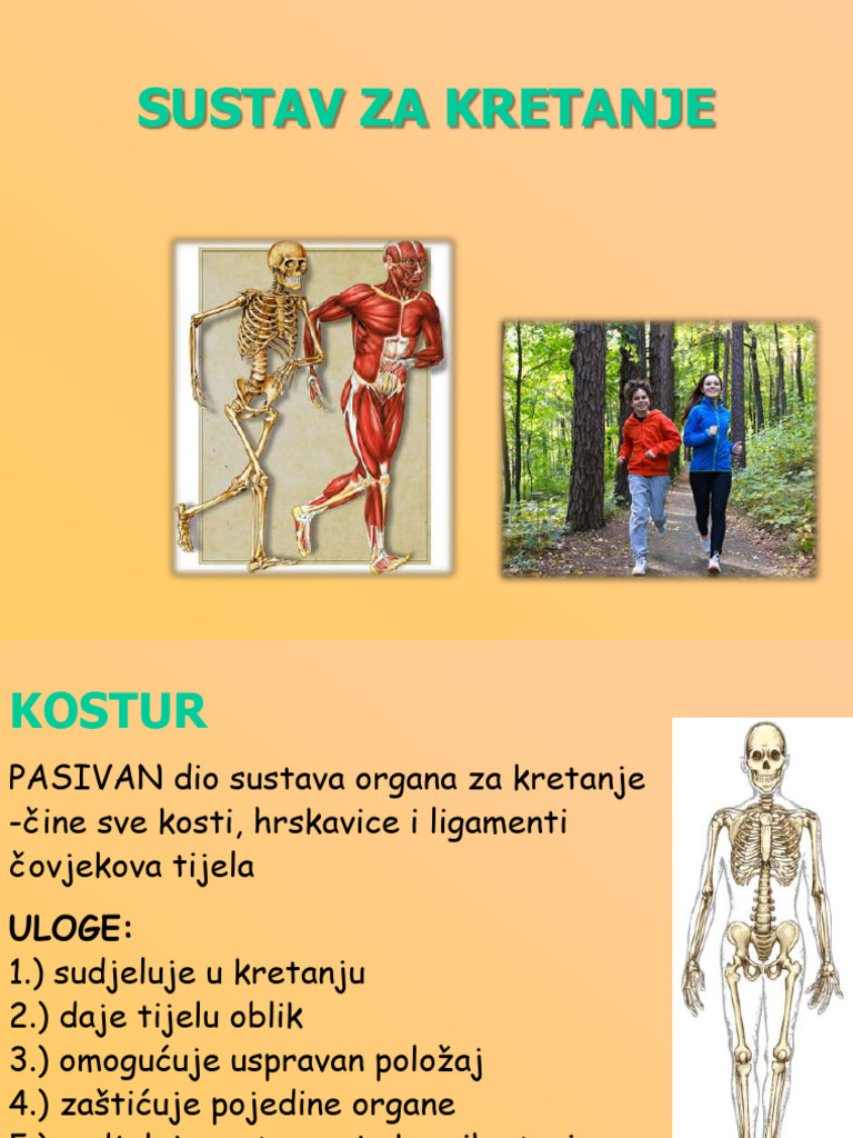 Sustav Za Kretanje - KOSTI | PDF