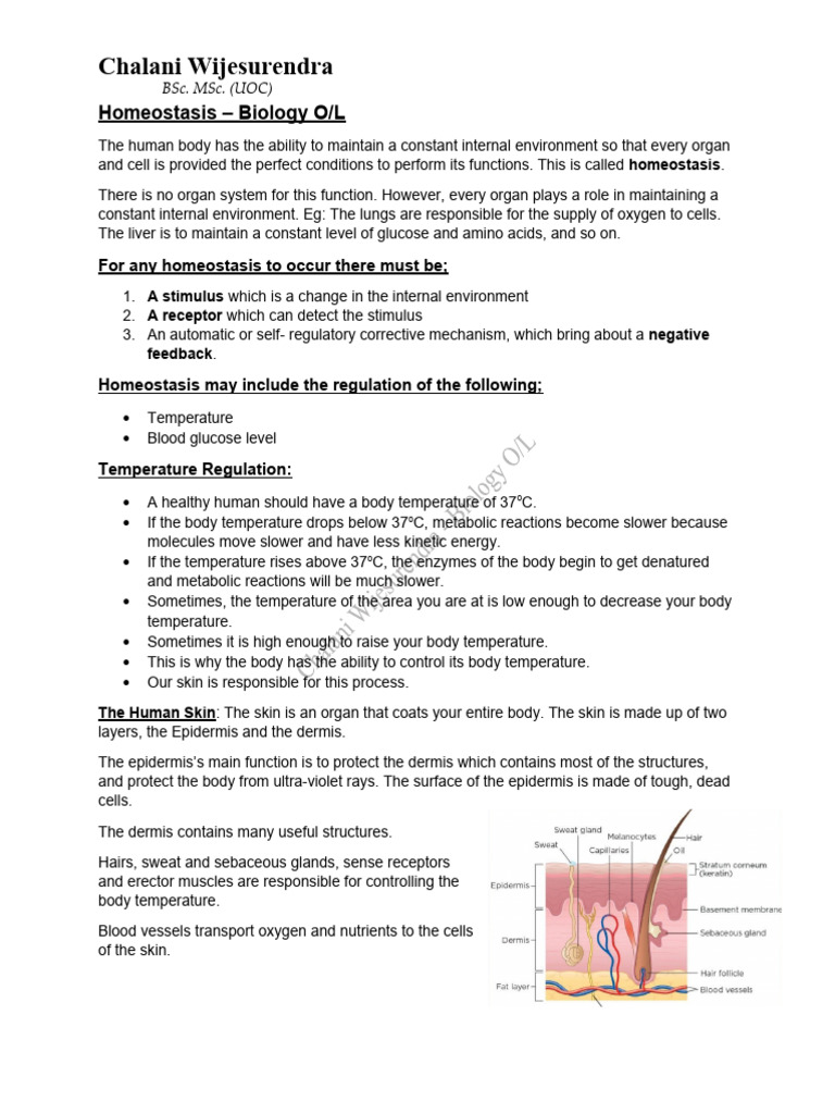 Homeostasis - Biology Notes | PDF | Skin | Homeostasis