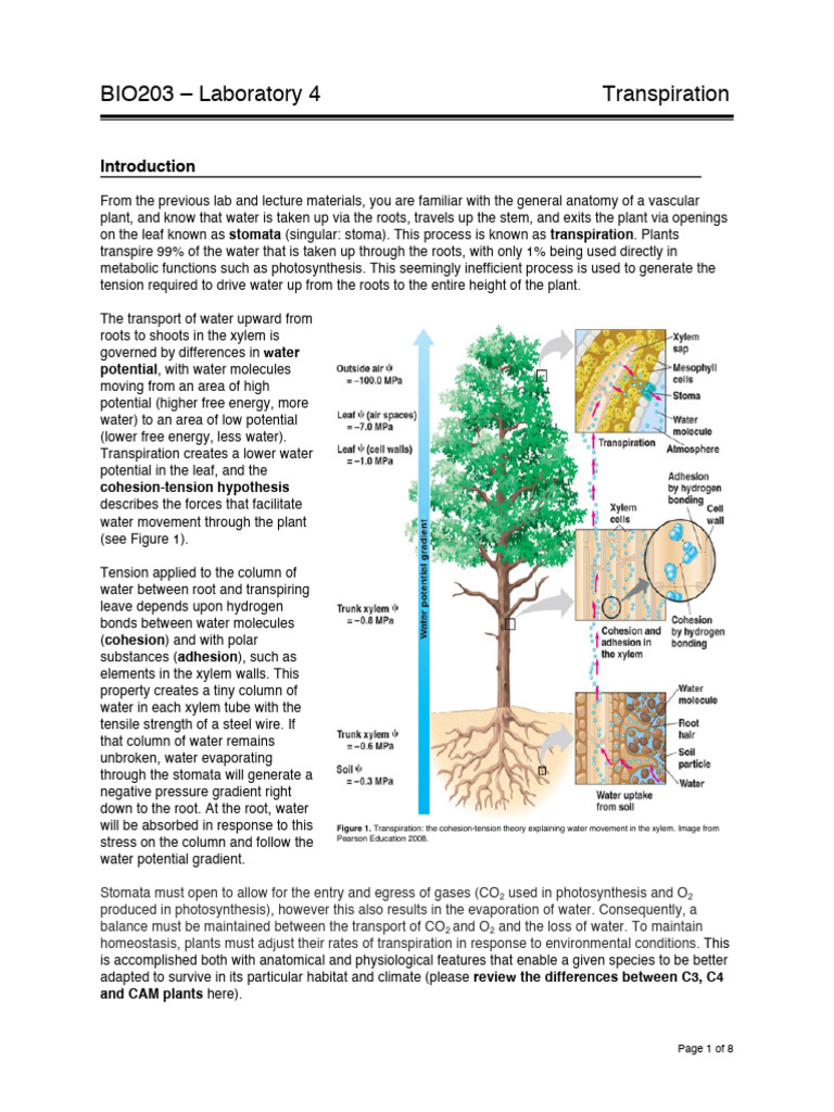BIO203 (2023) - Lab 4 (Transpiration) - Outline-2 | PDF | Stoma | Plants