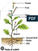 Parts of The Plant That We Can Eat | PDF | Fruit | Vegetables