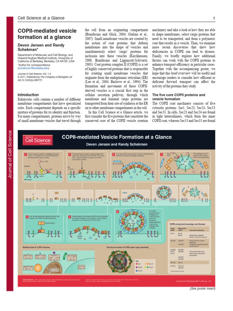 COPII-mediated Vesicle Formation at A Glance | PDF | Vesicle (Biology ... COPII-mediated Vesicle Formation at A Glance | PDF | Vesicle (Biology ...
