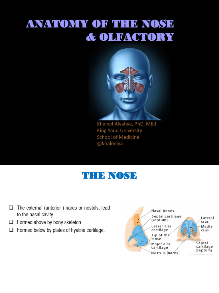 12 - Anatomy of The Nose | Download Free PDF | Olfactory System | Human Nose