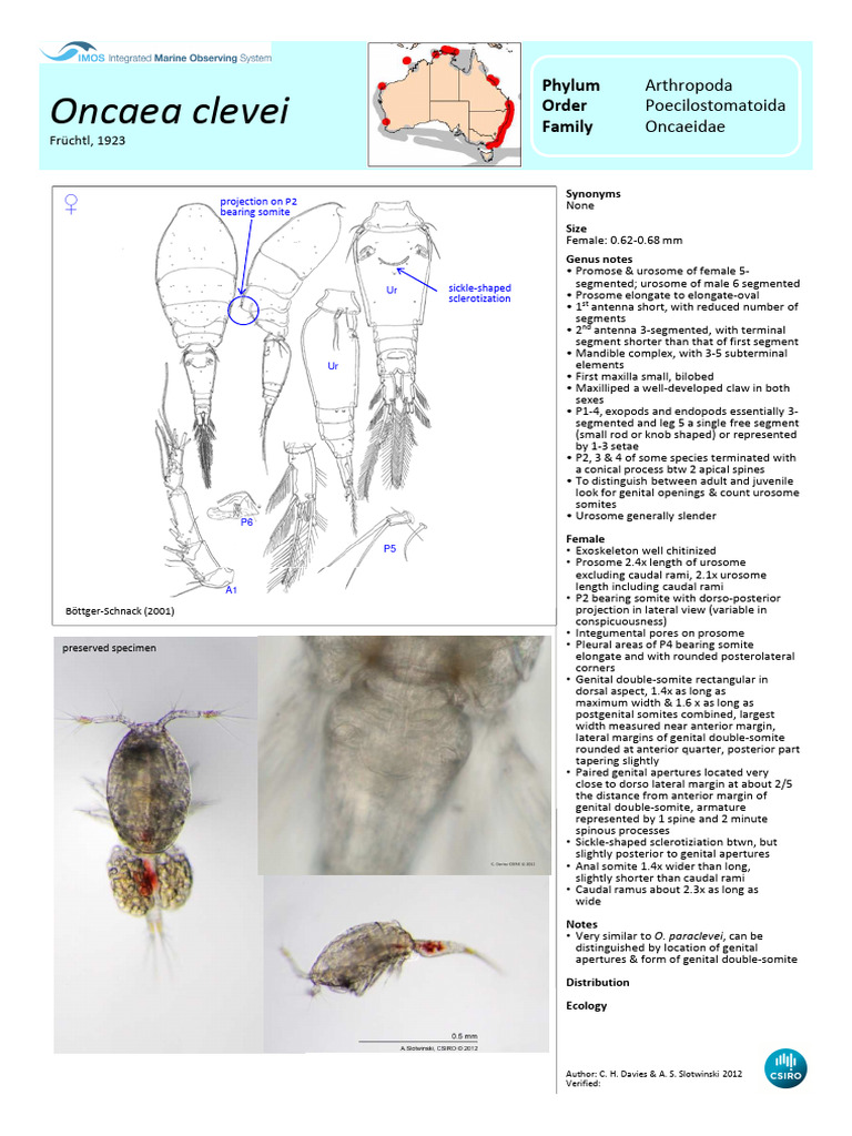 Oncaea clevei: Species Overview | PDF | Anatomical Terms Of Location ...