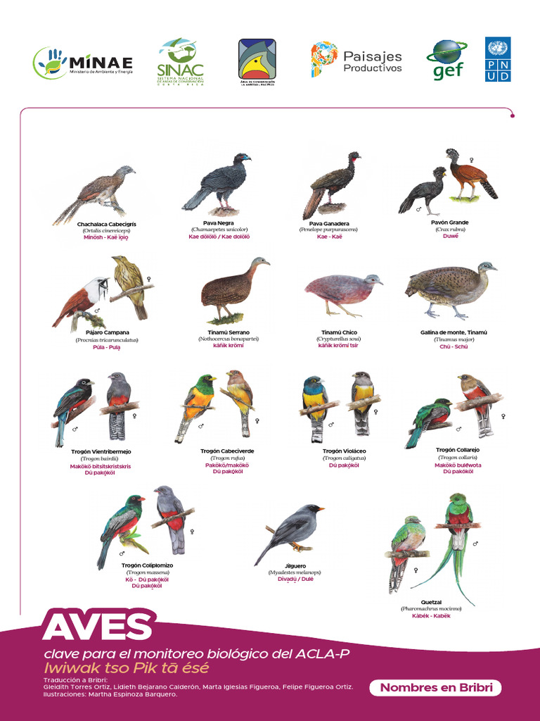 Undp Afiche Aves Bribri ACLAP 21 | PDF | Aves de américa del norte | Dinosaurios de américa del ...