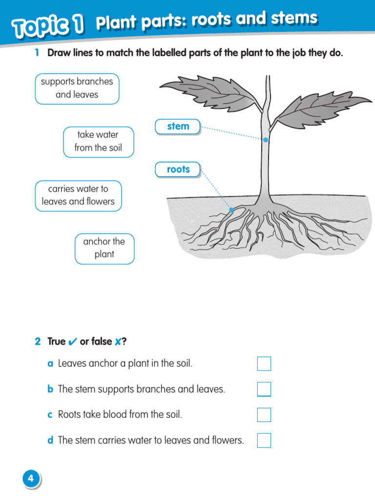 Plant Parts: Roots and Stems Activities | PDF | Leaf | Root