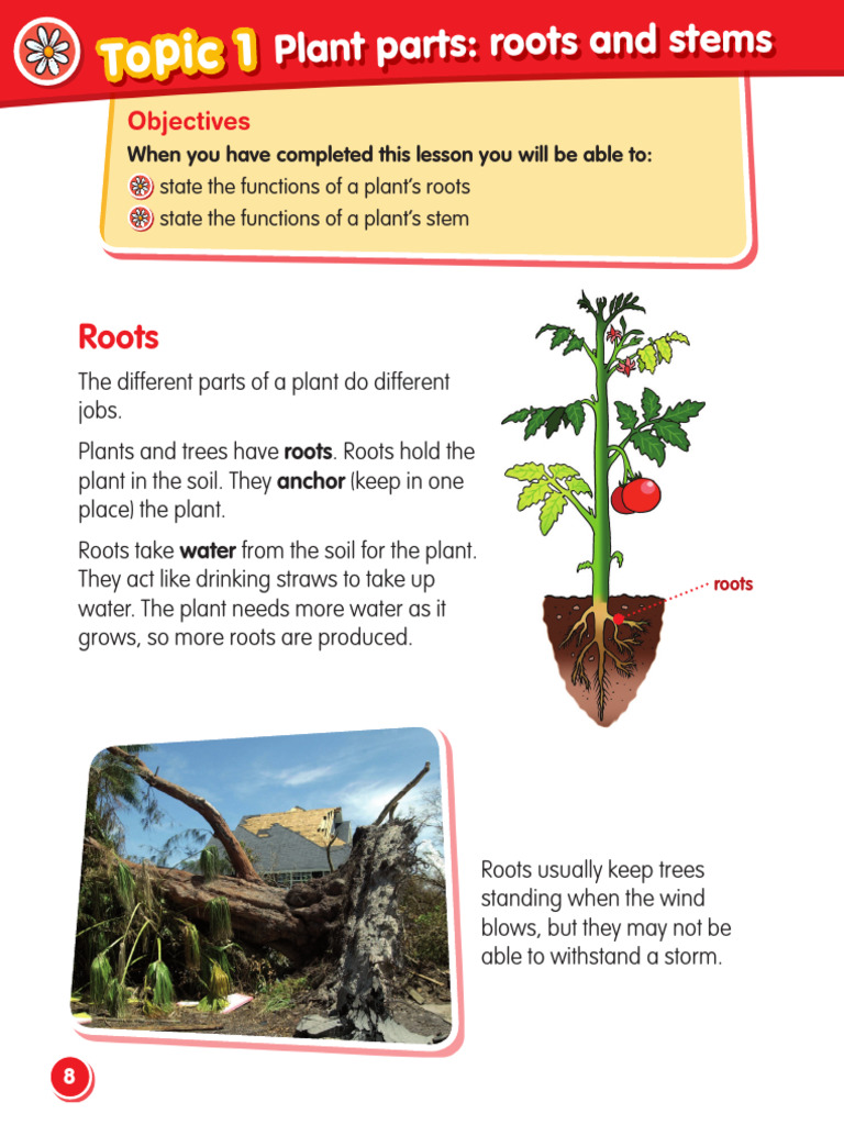 Macmillan Science Level 3 Pupil S Book Topic 1 PP 8 11 | PDF | Plant ...