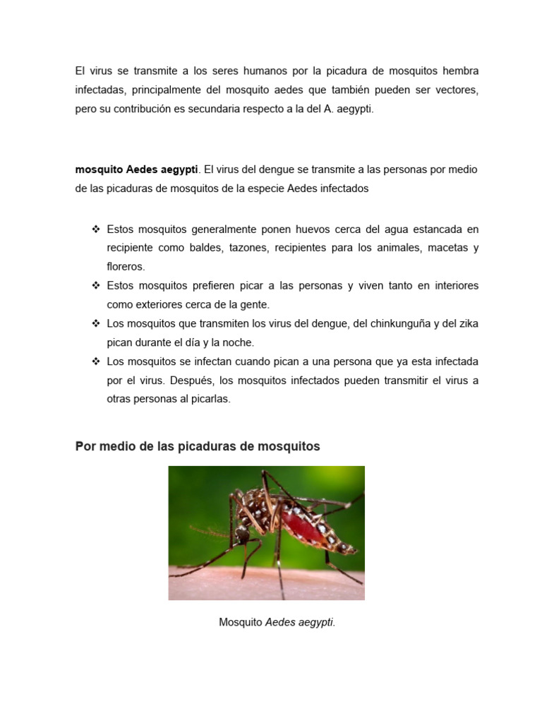 Transmisión del dengue por mosquitos Aedes | PDF | Aedes aegypti ...