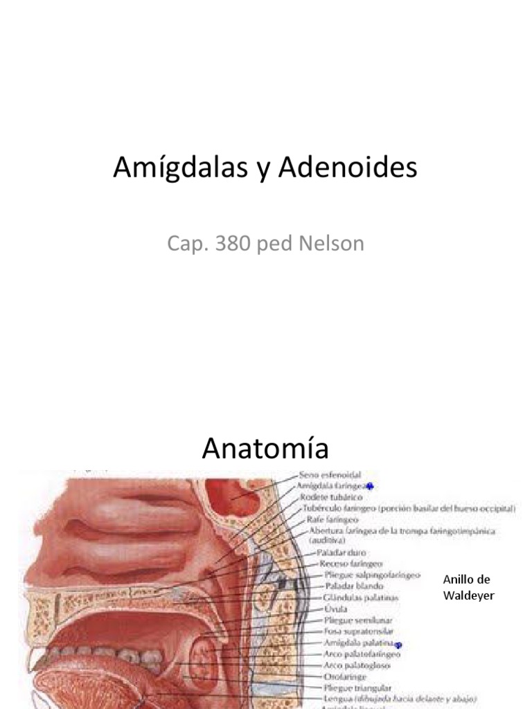 Amígdalas y Adenoides | Tos | Epidemiología