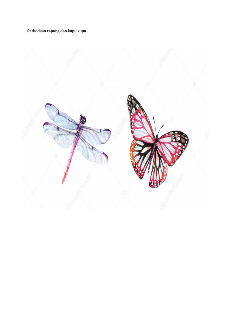Perbedaan Capung Dan Kupu Kupu | PDF