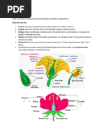 Aula 6 Flor Anatomia e Morfologia | PDF | Flores | Morfologia vegetal