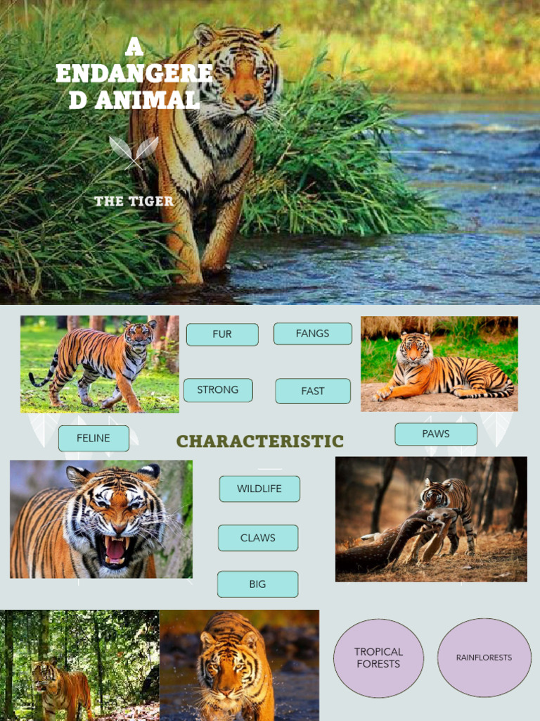 A Endangered Animal | PDF