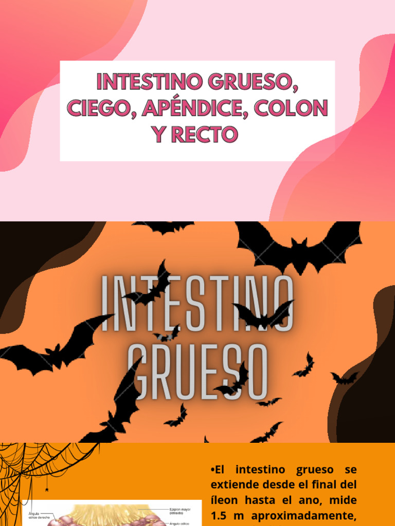 Intestino grueso, ciego, apéndice, colon y recto | PDF | Intestino ...