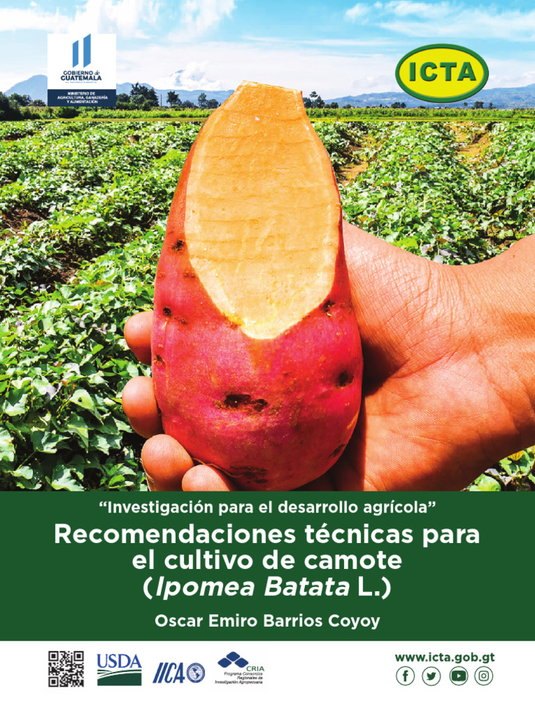 Recomendaciones para el Cultivo de Camote | PDF | Batata | Cosecha