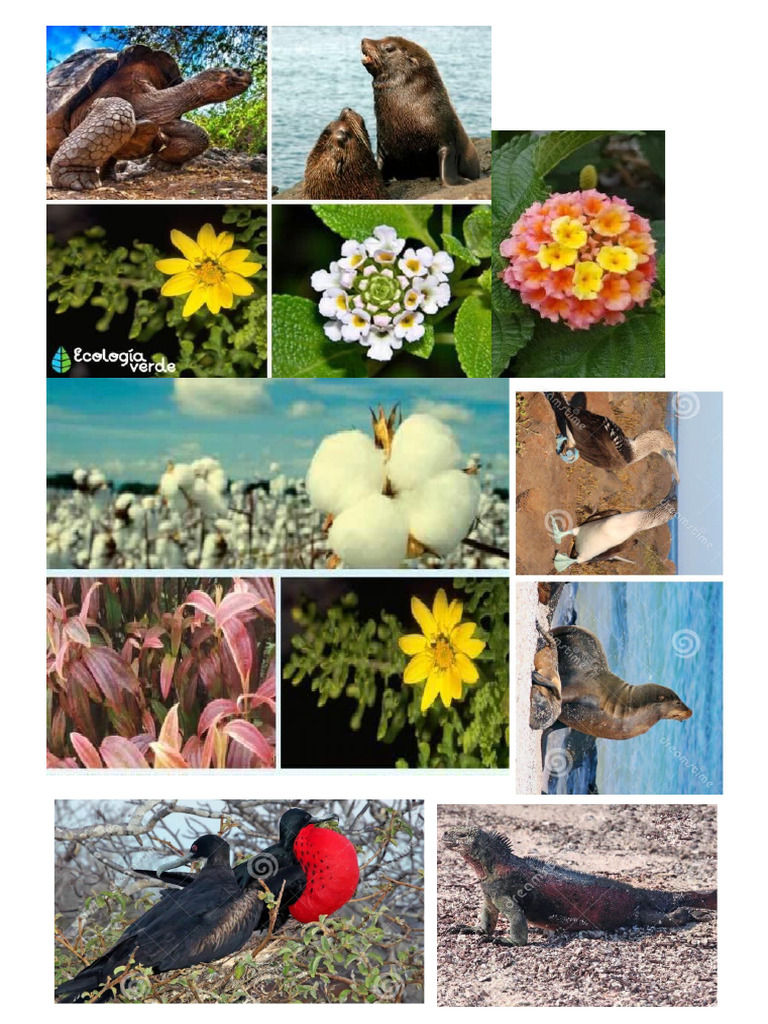 Flora y Fauna de Galapagos | PDF