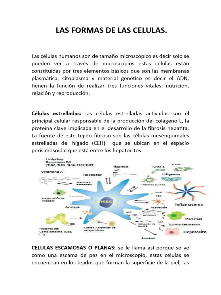Las Formas de Las Celulas | PDF