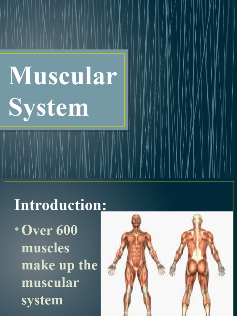 Muscular System Power Point | PDF | Anatomical Terms Of Motion | Tissue ...