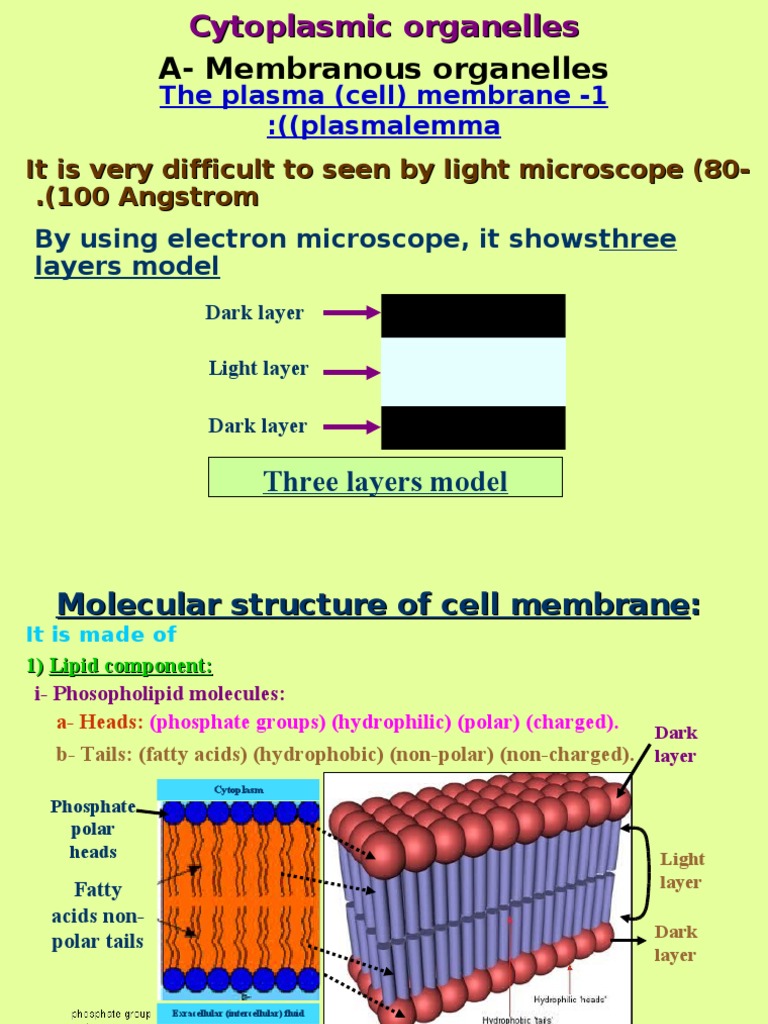 Biomed 02 (2008) | PDF | Cell Membrane | Phospholipid