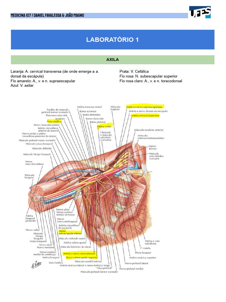 Anatomia II - Prática_ Canal Cervicoaxilar e Axila | PDF | Membros (anatomia) | Anatomia humana