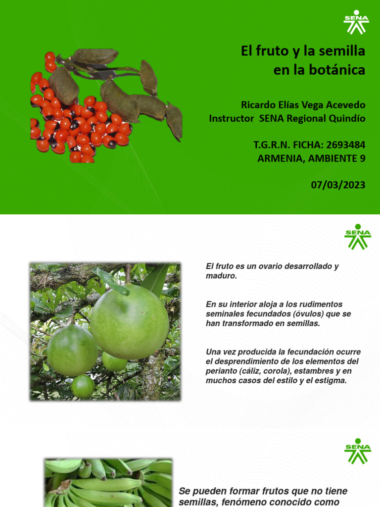El Fruto y La Semilla | PDF | Fruta | Germinación