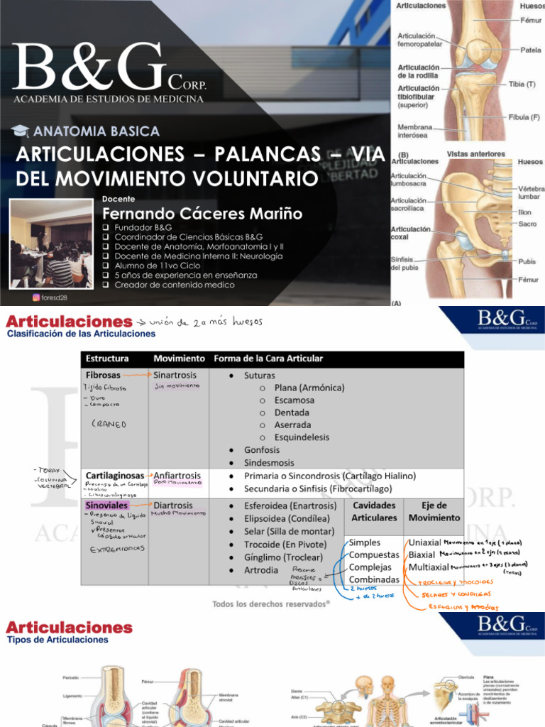 ARTICULACIONES | PDF