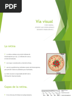 Anatomía y Patología de La Papila Óptica | PDF | Retina | Ojo humano