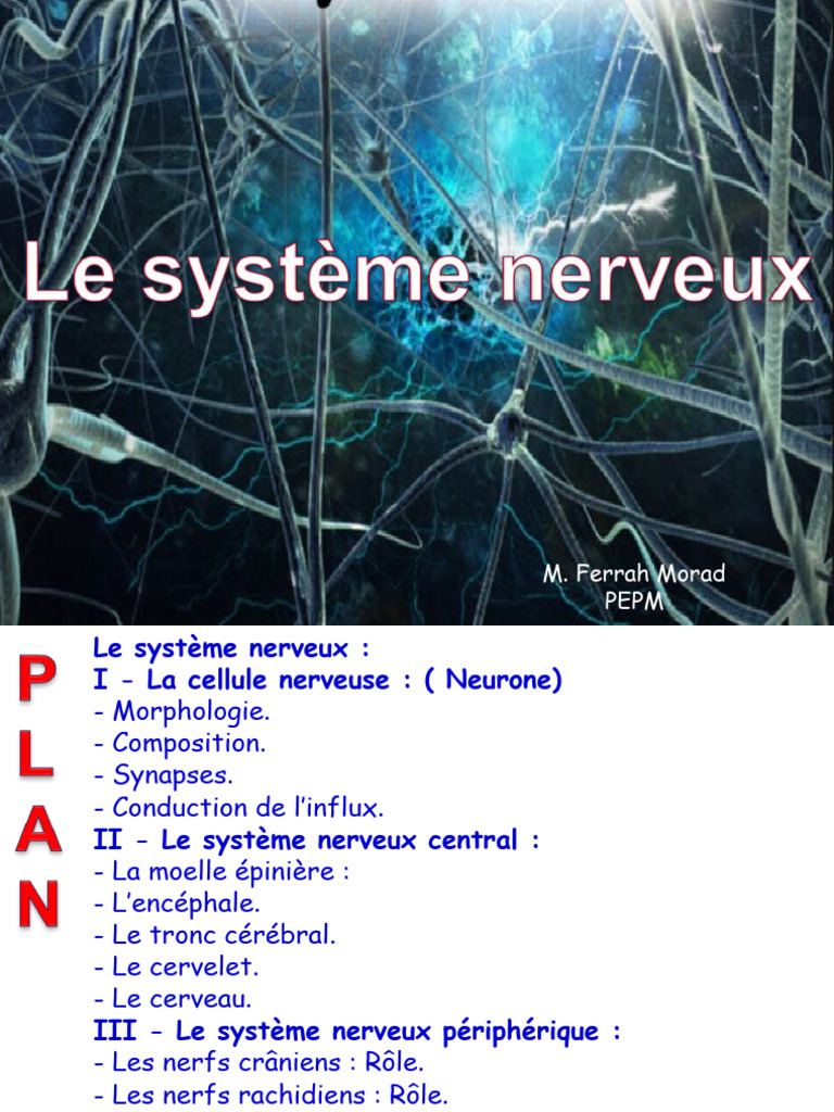 Le Système Nerveux | PDF | Nerf | Système nerveux