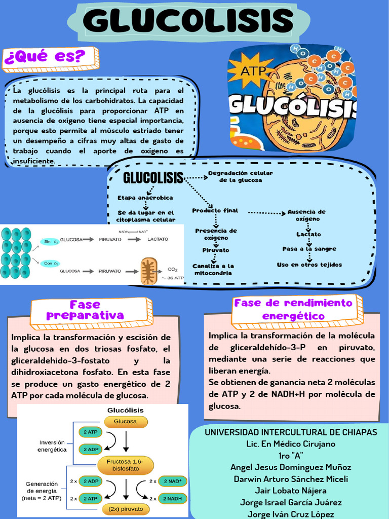 La Glucólisis y Gluconeogenesis INFOGRAFIA | Descargar gratis PDF | Glucólisis | Biología Celular