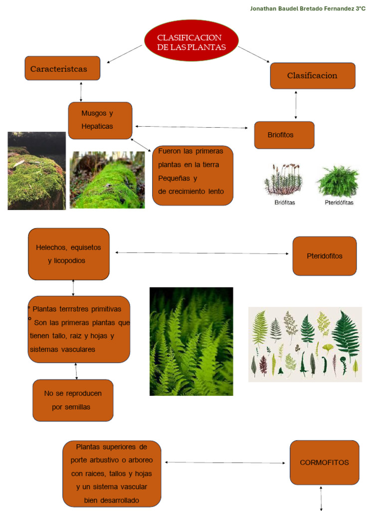 Clasificacion de Las Plantas Botanica | PDF