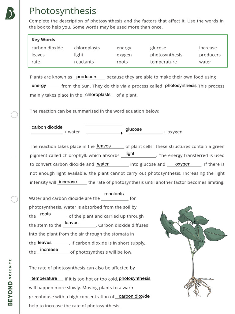 Understanding Photosynthesis Basics | PDF | Science & Mathematics