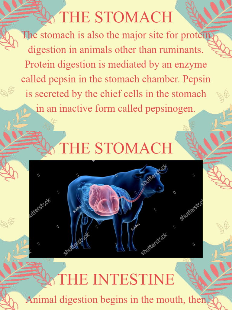 PPT Part 3 | PDF | Skeleton | Stomach