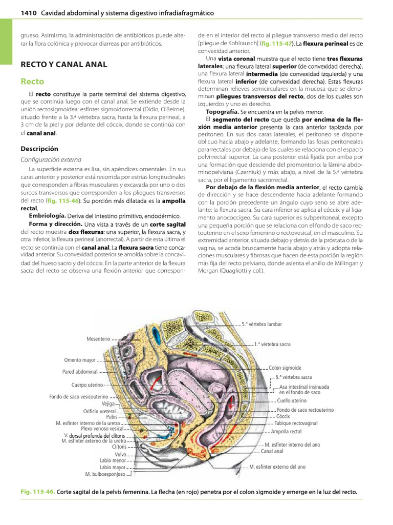 Anatomía del Recto y Canal Anal | PDF | Recto | Pelvis