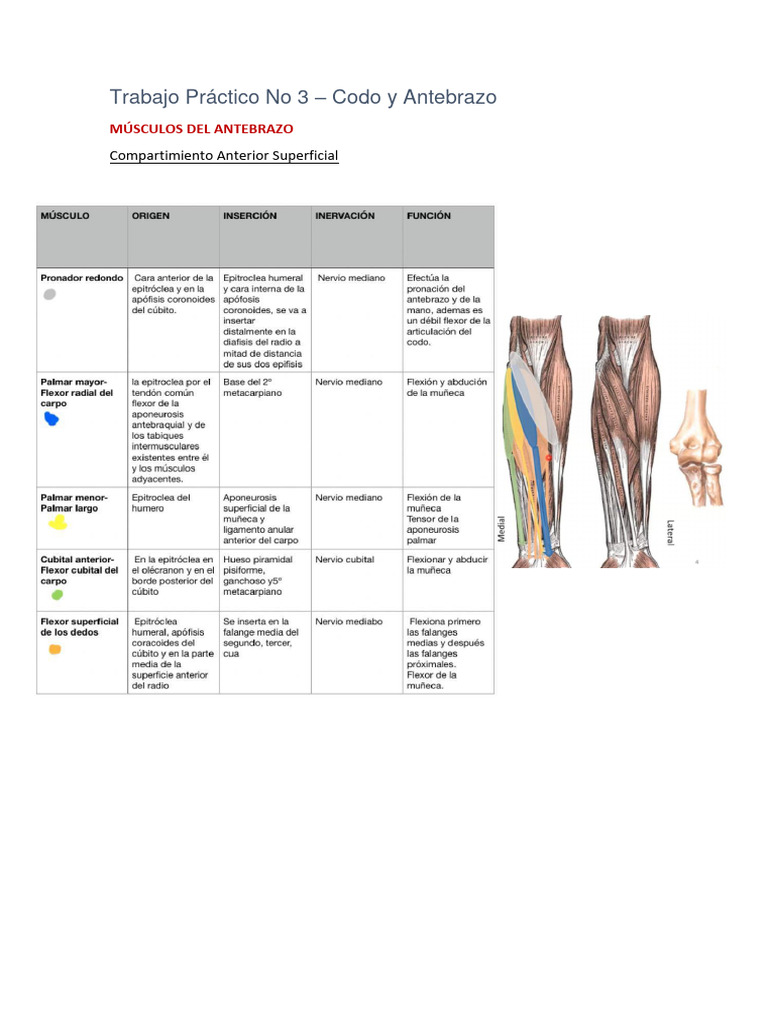 Trabajo Práctico No 3 - Codo y Antebrazo | PDF | Codo | Sistema musculoesquelético