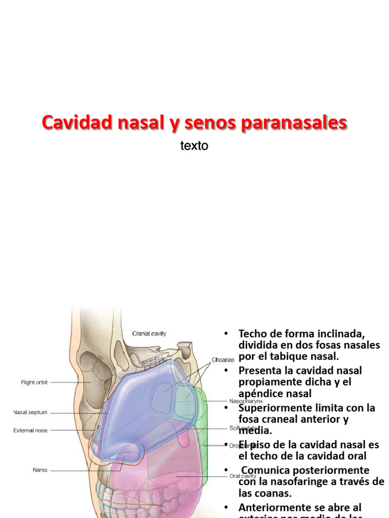 13 Cavidad nasal y senos paranasales-1 | PDF | Cabeza y cuello humanos ...