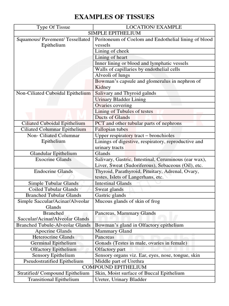 Different Tissue Types Examples Compiled | PDF | Epithelium | Glands