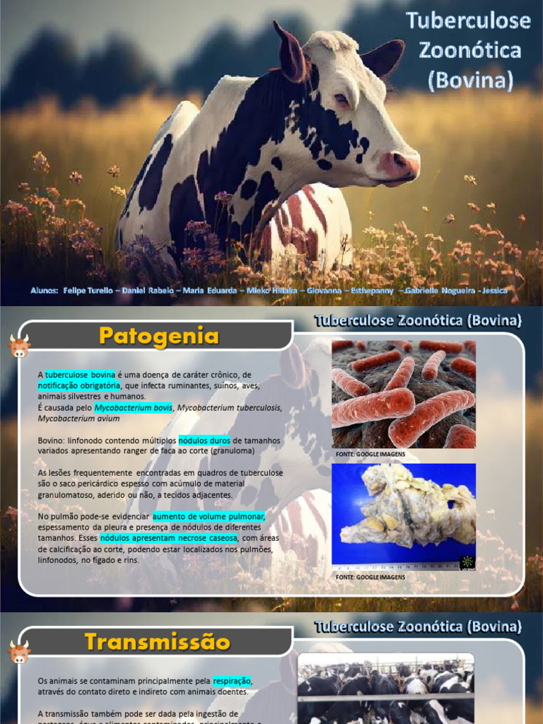 Sintomas da Tuberculose Bovina | PDF | Ciências e Matemática