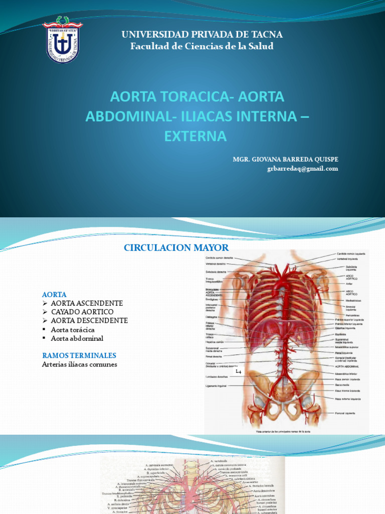 Anatomía de la Aorta y sus Ramas | PDF | Aorta | Estómago